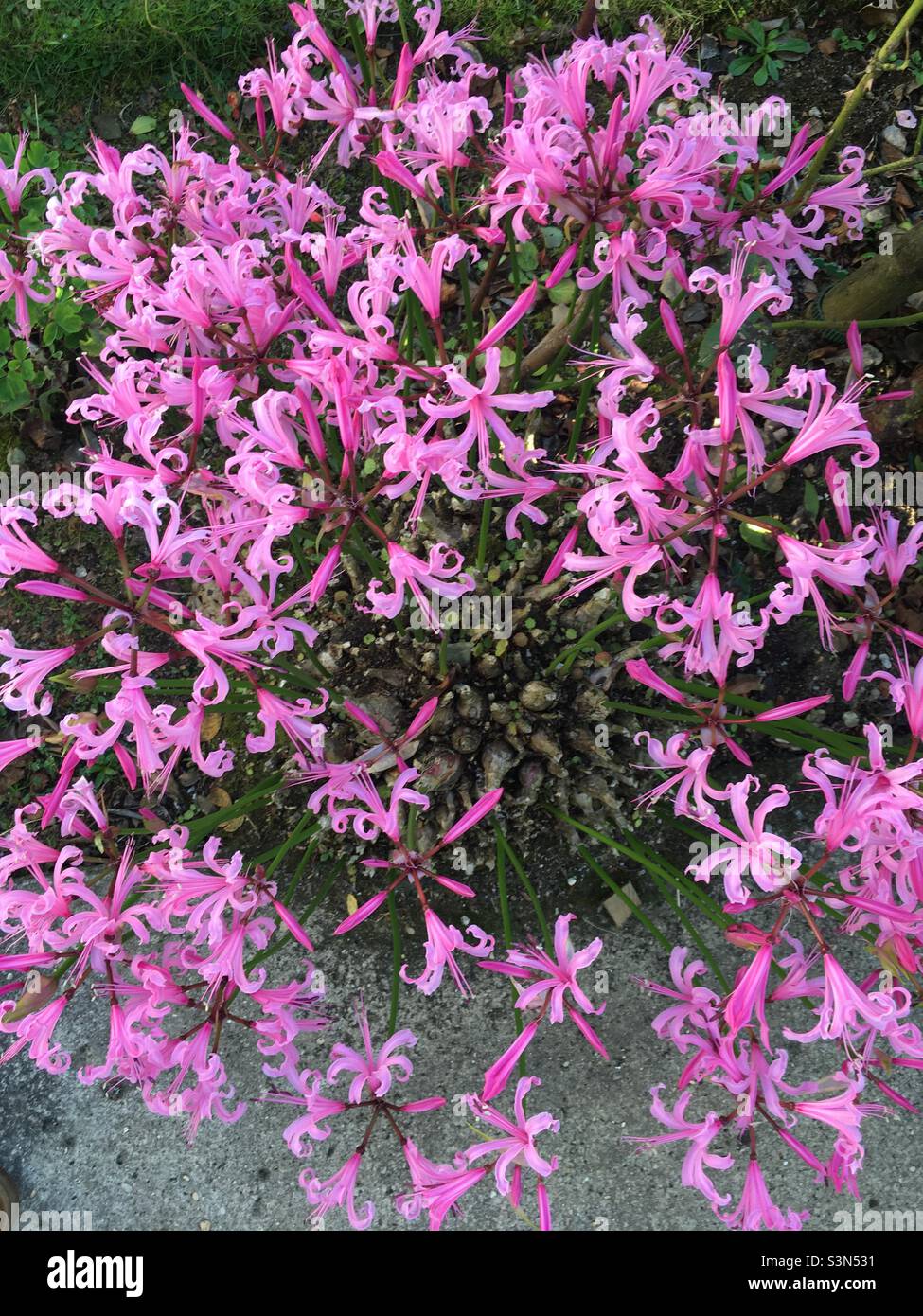 Pink flowering nerine hi-res stock photography and images - Alamy