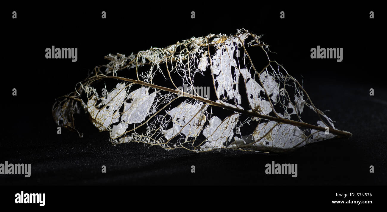 Skeleton leaf hi-res stock photography and images - Alamy