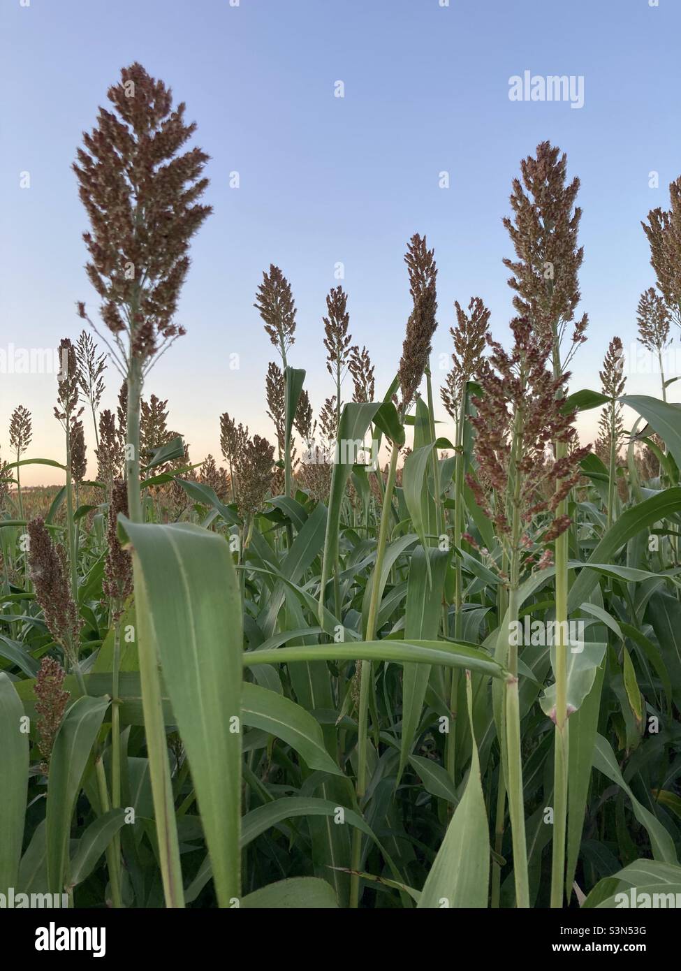 Sorghum field hi-res stock photography and images - Alamy