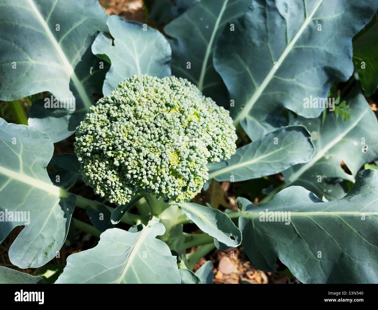 Fresh broccoli growing in an organic backyard garden Stock Photo - Alamy