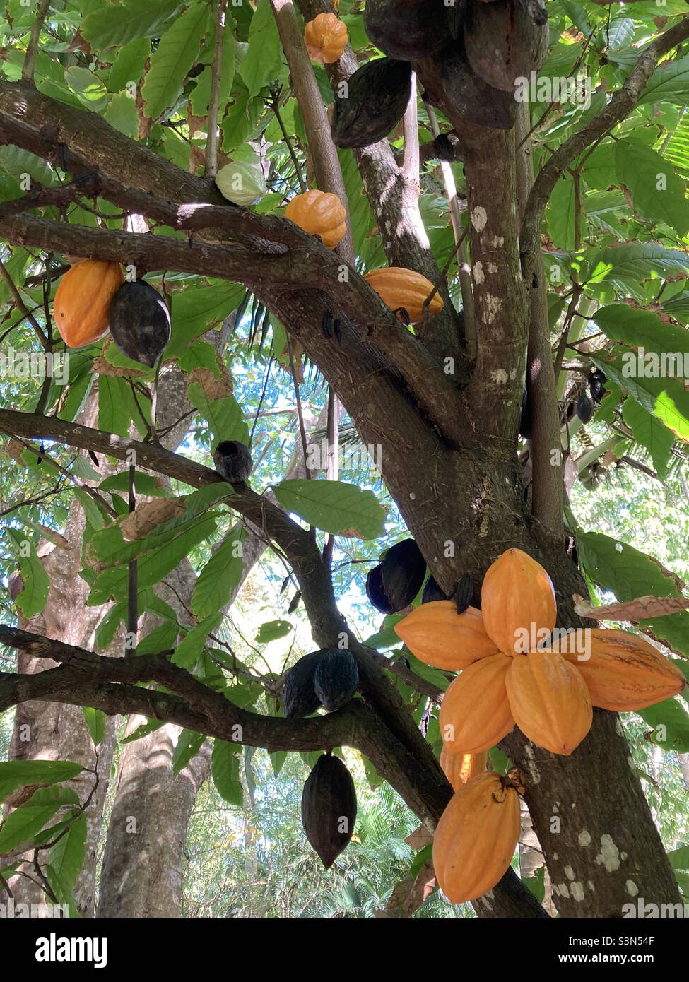 Cacaoyer hi-res stock photography and images - Alamy