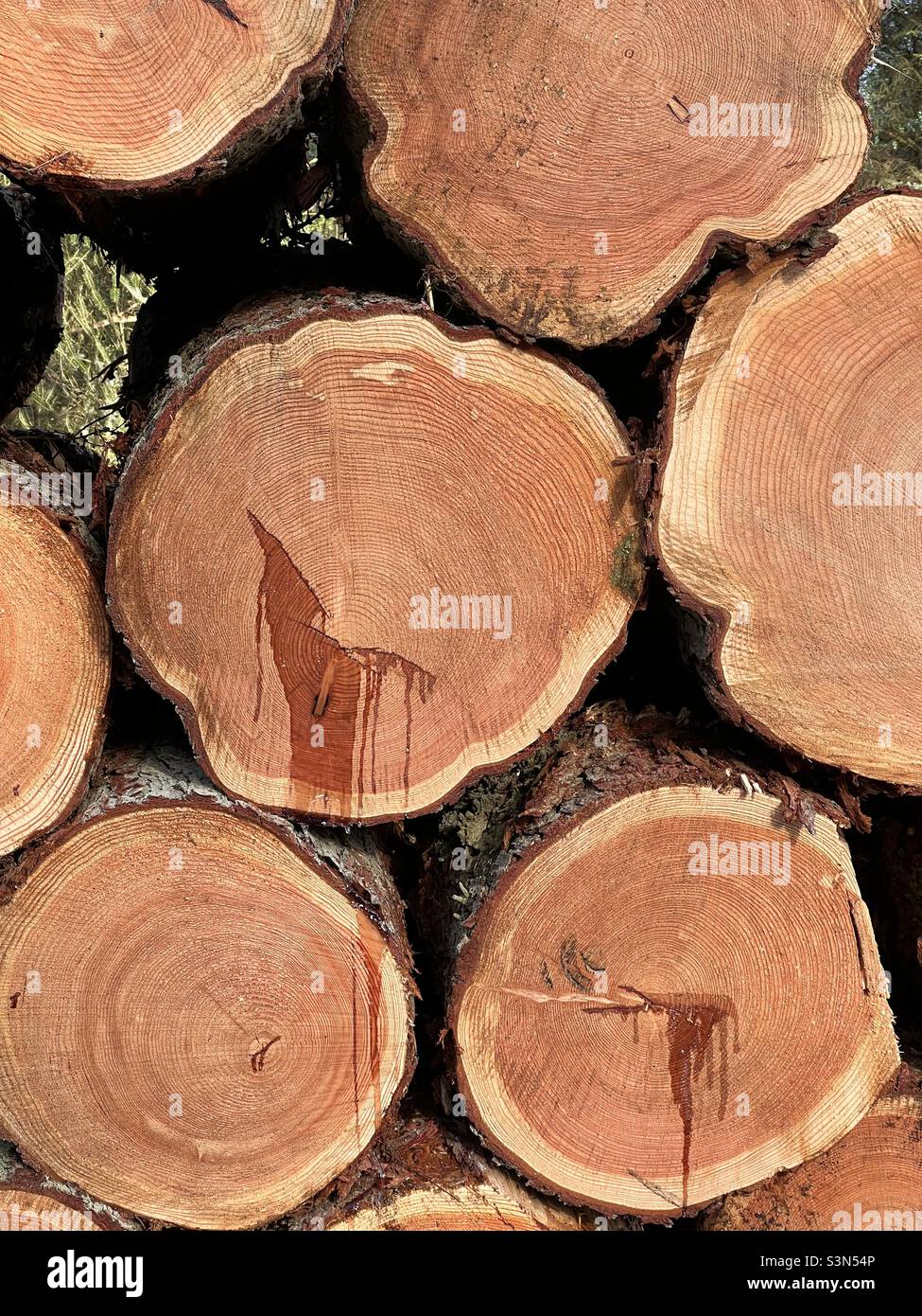 Sap dripping from recently-felled coniferous trees Stock Photo - Alamy