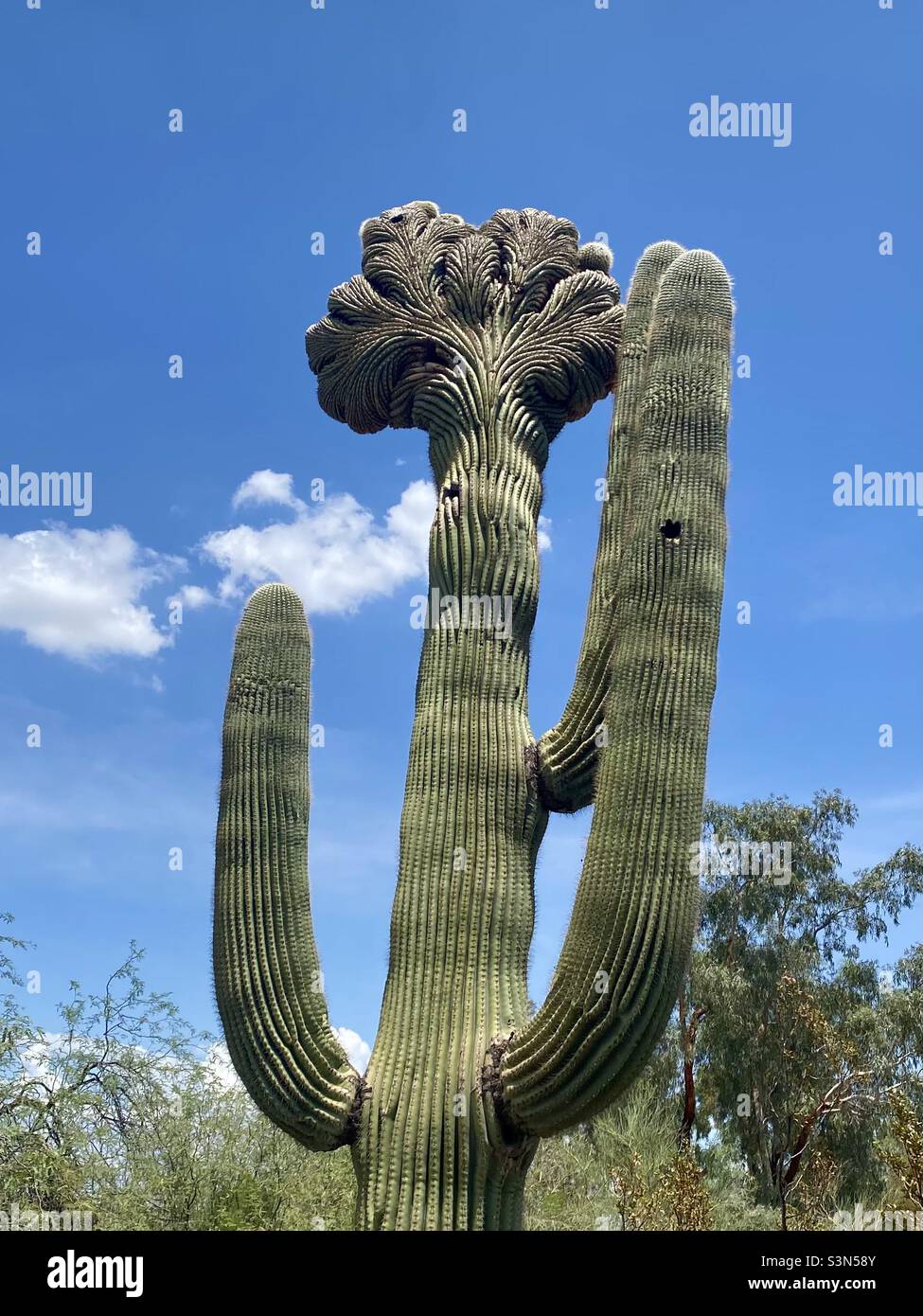 Tall cactus hi-res stock photography and images - Alamy