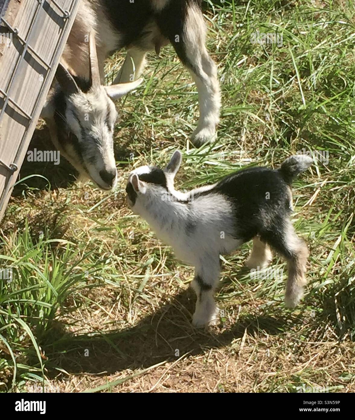 Baby Alpine Goats