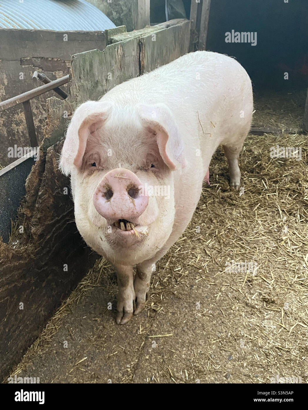 Babe pig hi-res stock photography and images - Alamy