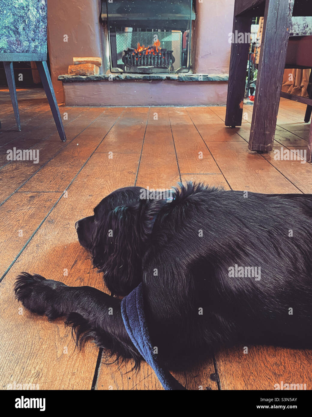 Dog by pub fire Stock Photo - Alamy