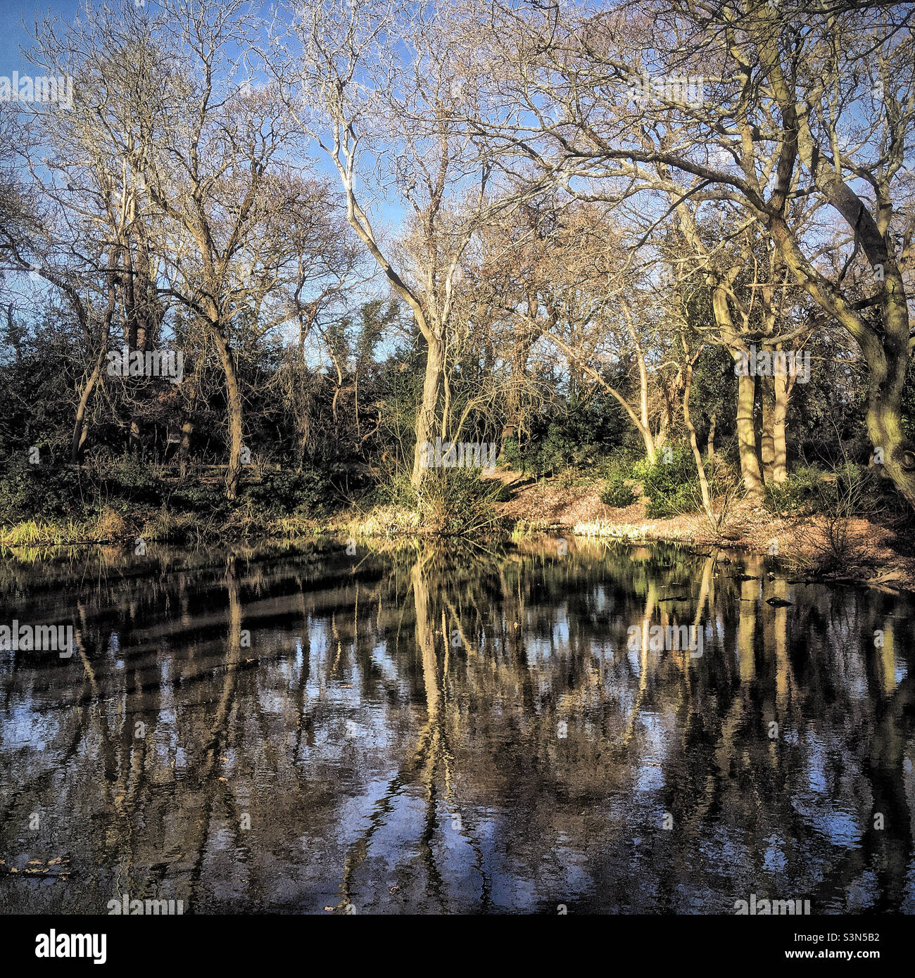 View of the Ancient Pond, restored by the Friends of Beckenham Place ...