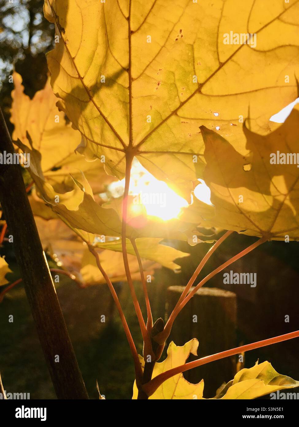 Leaves and sunset hi-res stock photography and images - Alamy