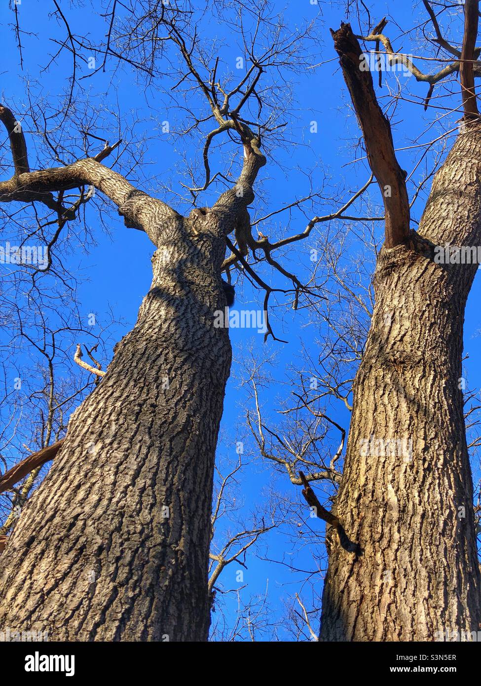 Barren tree trunks reaching for the blue winter sky Stock Photo - Alamy