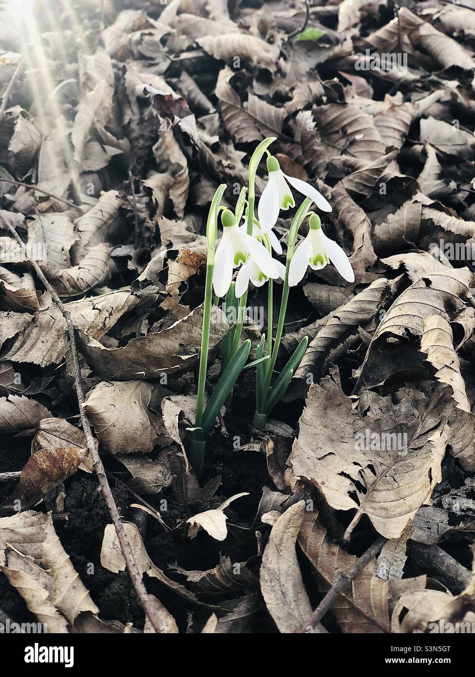 Snowdrop in withered leaves Stock Photo - Alamy