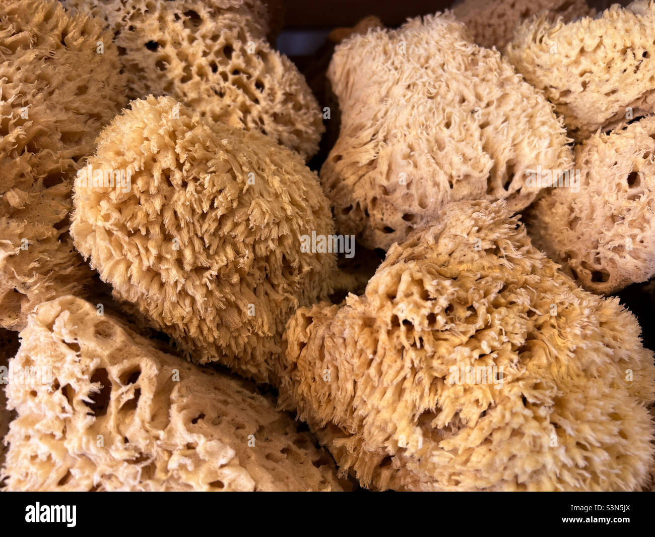Yellow Gulf of Mexico sponges for sale at a gift shop in Tarpon Springs ...