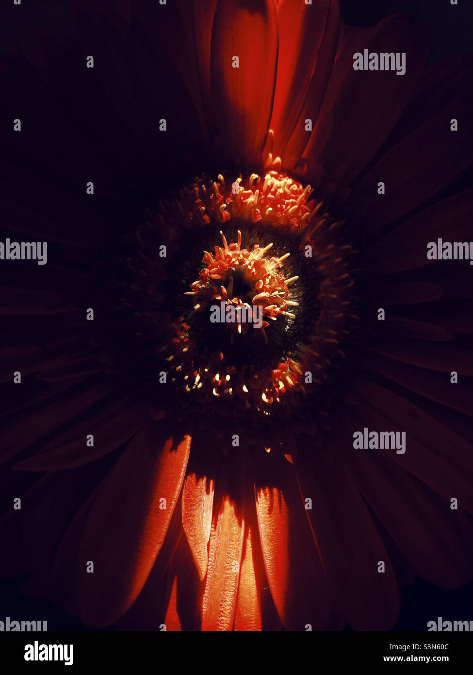 Macro details of Gerbera flower Stock Photo - Alamy