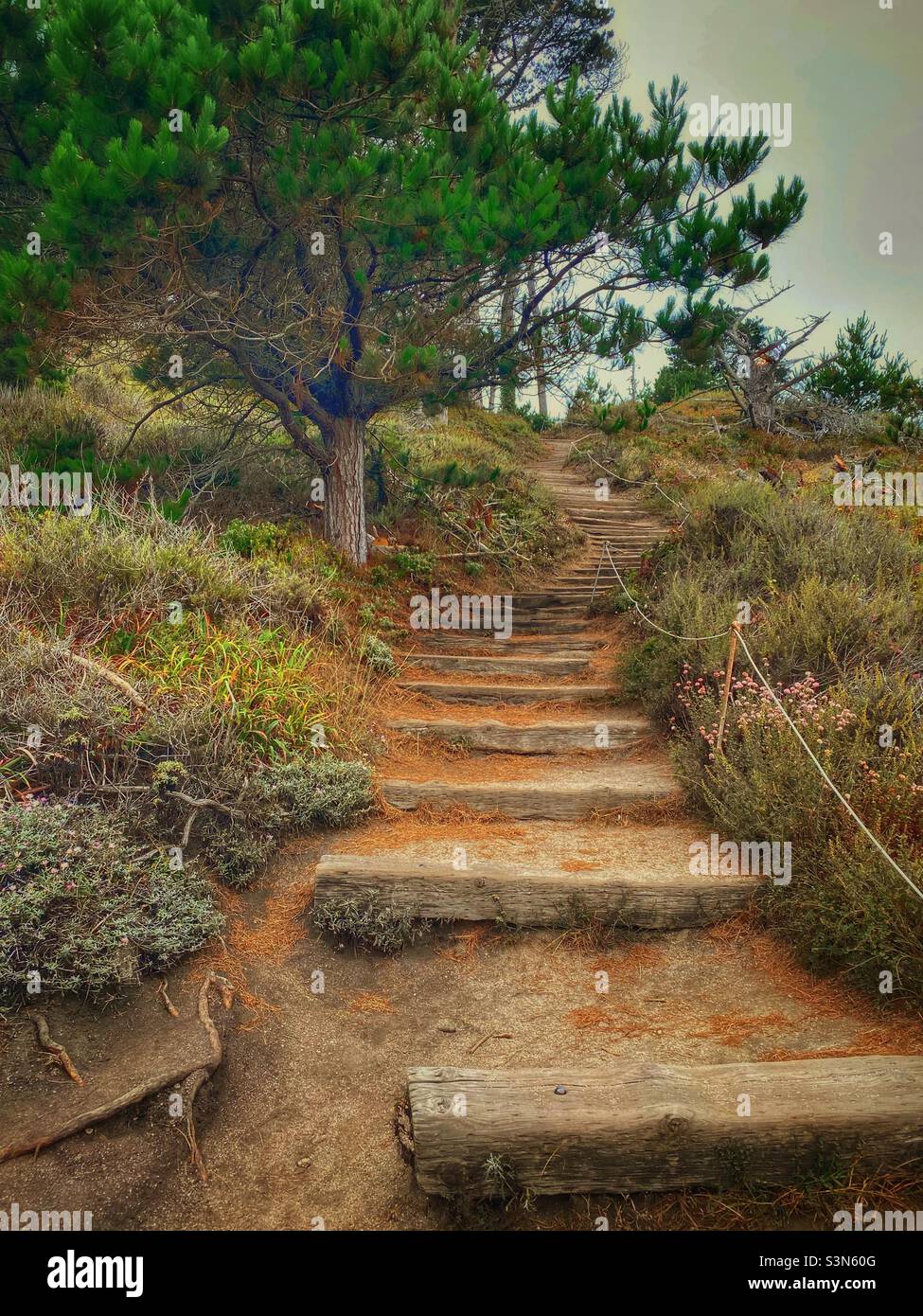Point lobos trail hi-res stock photography and images - Alamy