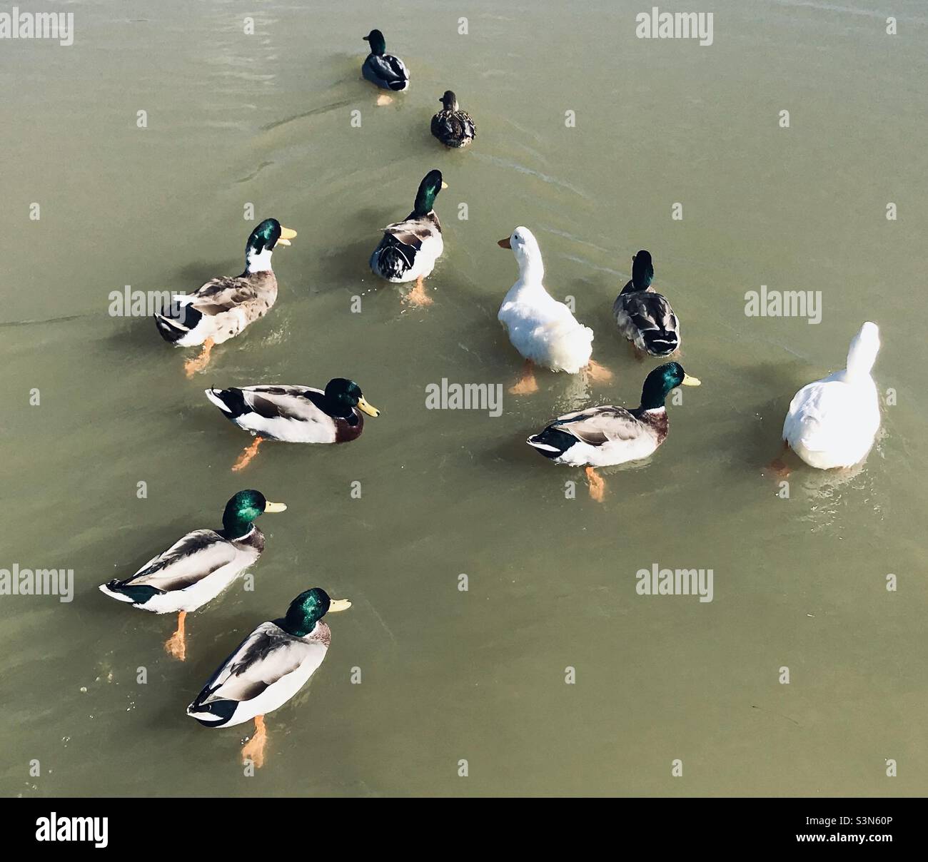 Paddling of ducks hi-res stock photography and images - Alamy