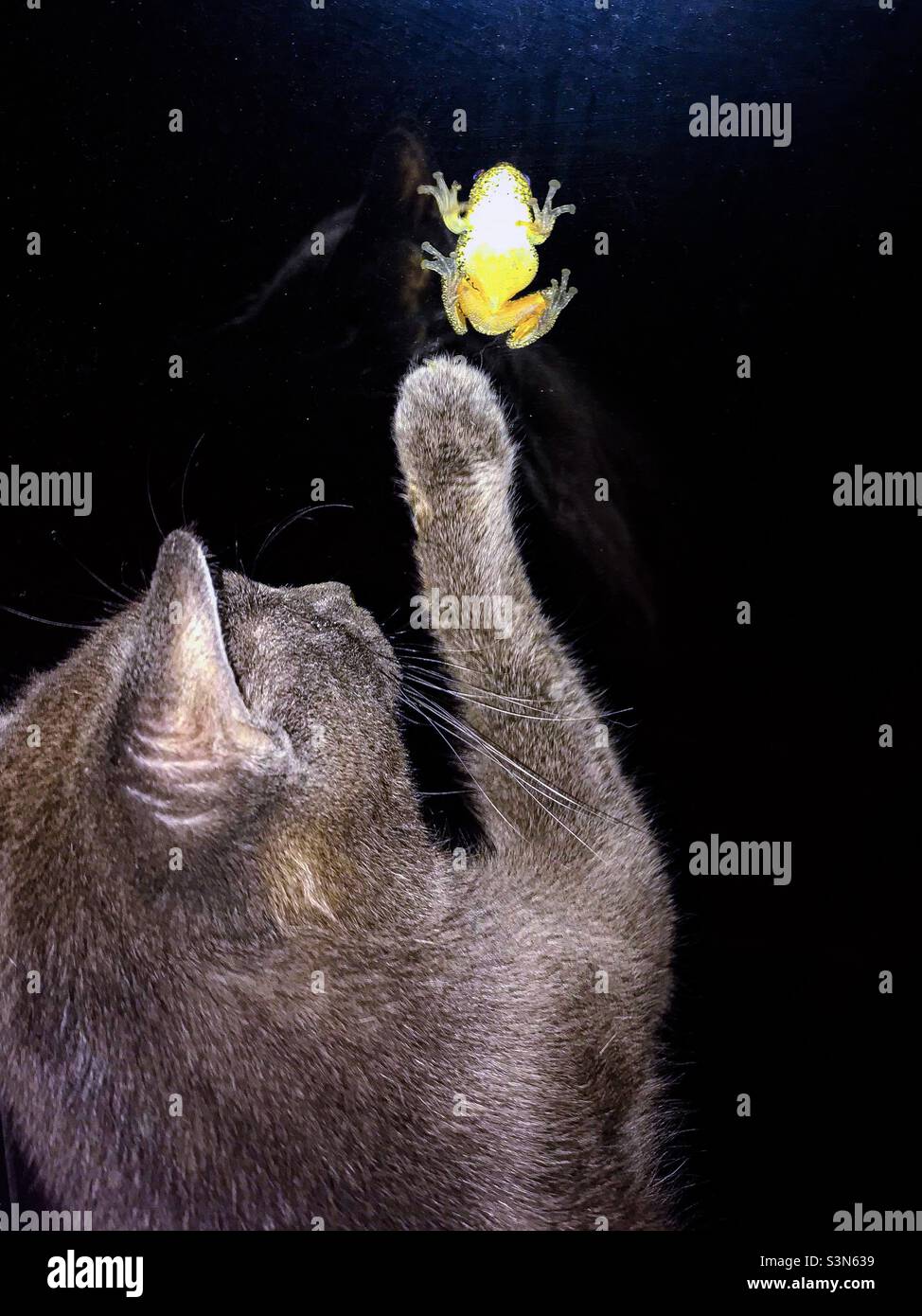 Yellow frog hi-res stock photography and images - Alamy