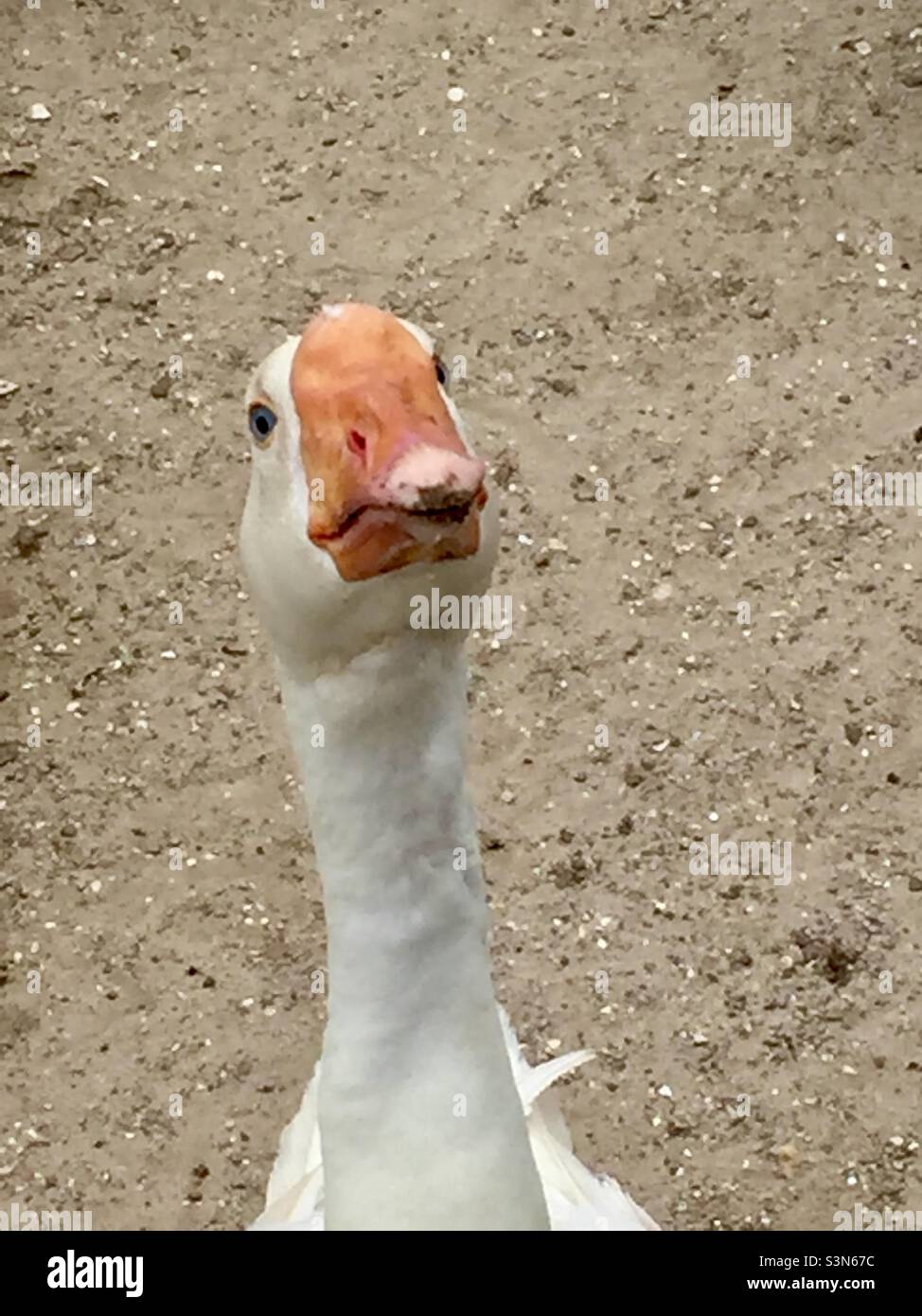 Funny goose hi-res stock photography and images - Alamy