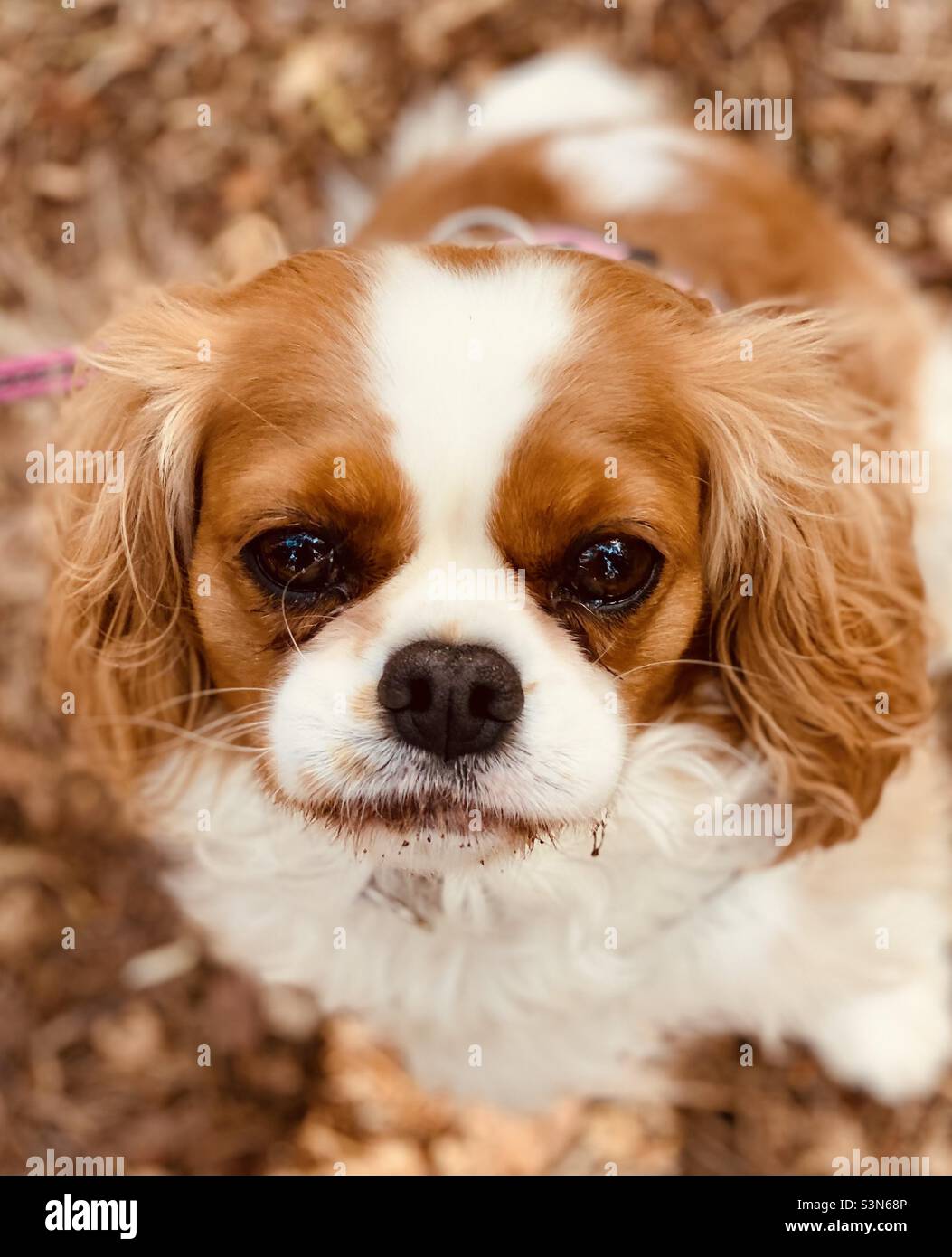 Blenheim coloured hi-res stock photography and images - Alamy