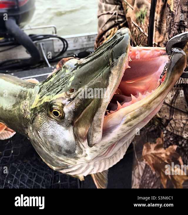 Huge Muskie Teeth