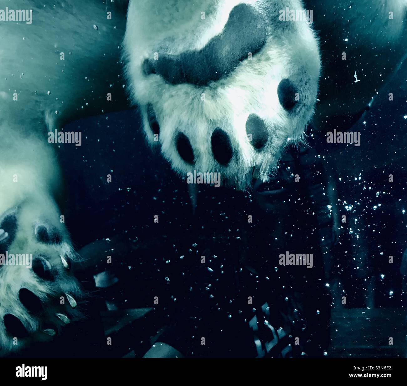 Polar bear paws underwater through glass with bubbles, swimming polar ...