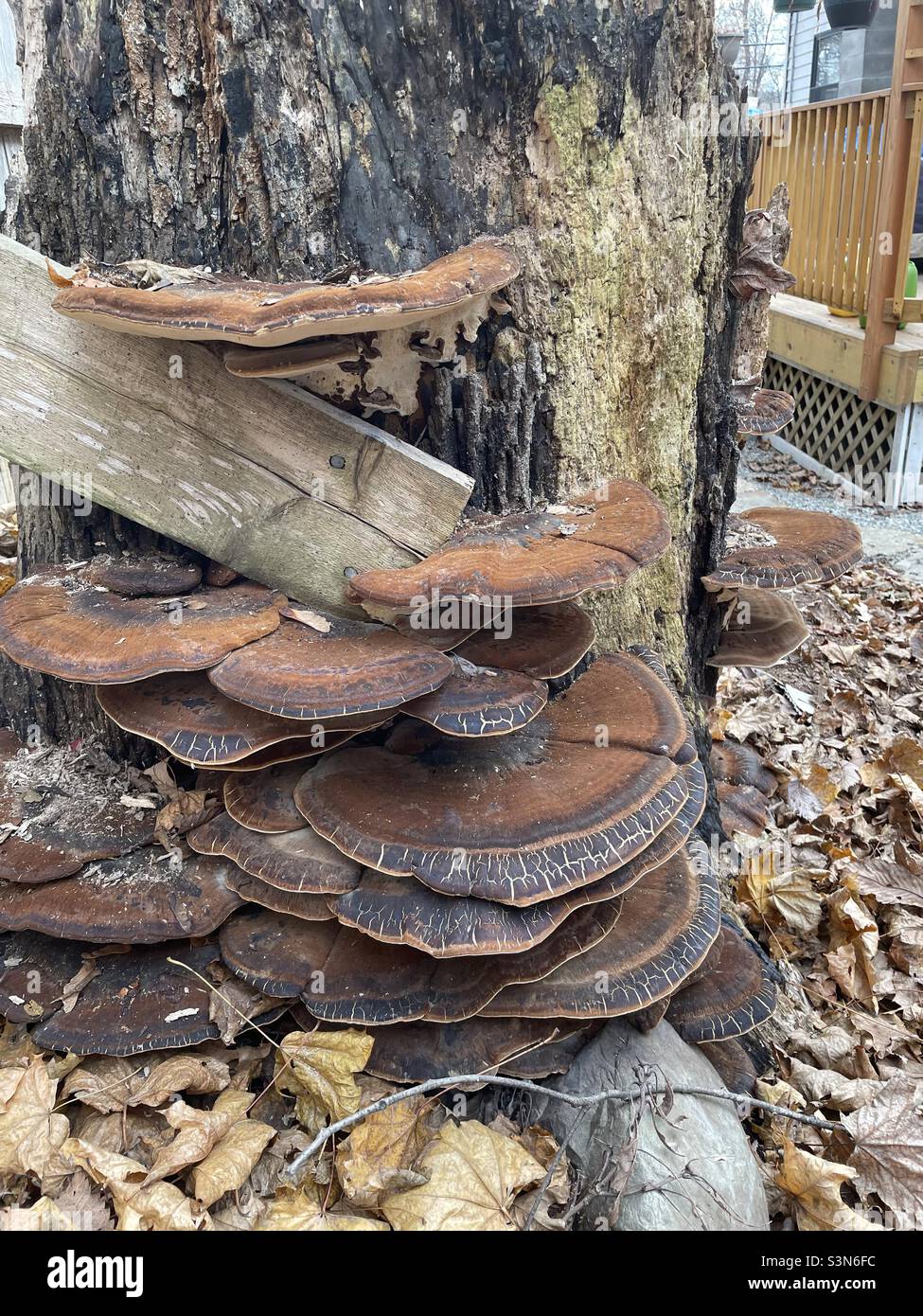 Fungus growing on dead tree hi-res stock photography and images - Alamy