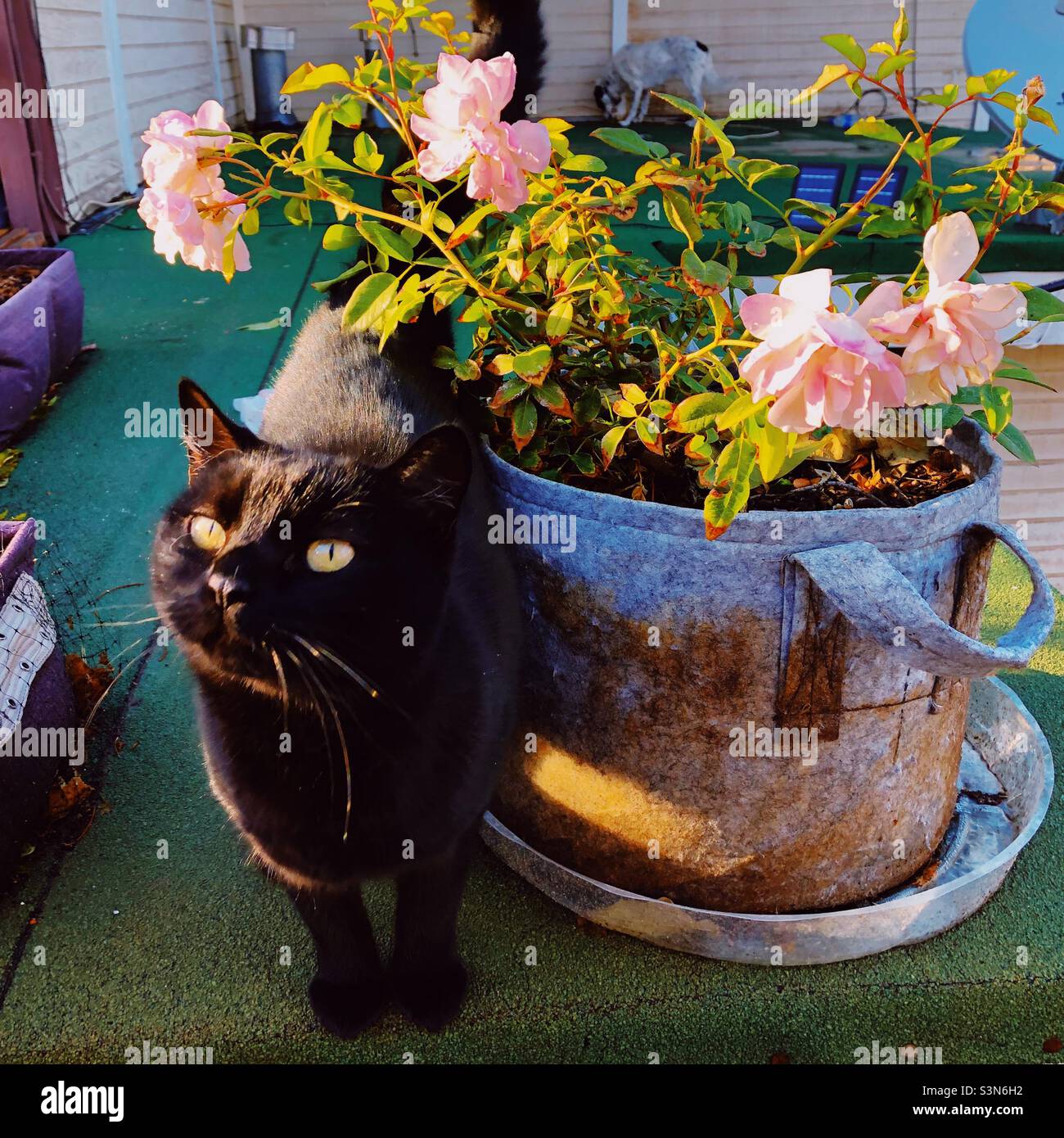 Pink roses cat hi-res stock photography and images - Alamy