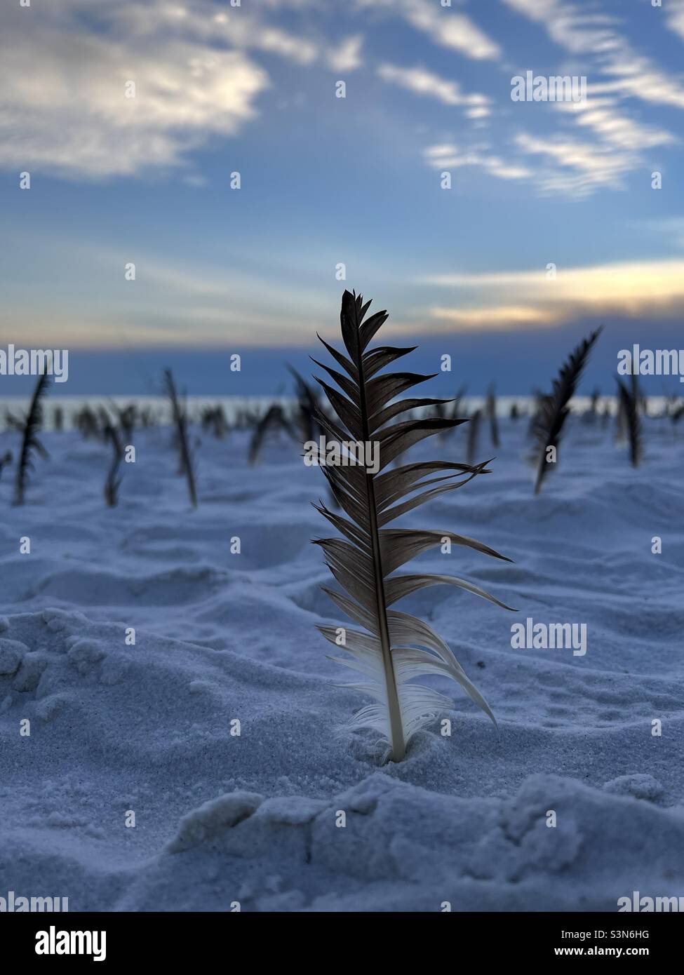 Bird feathers in a labyrinth on white sand beach with sunset sky ...