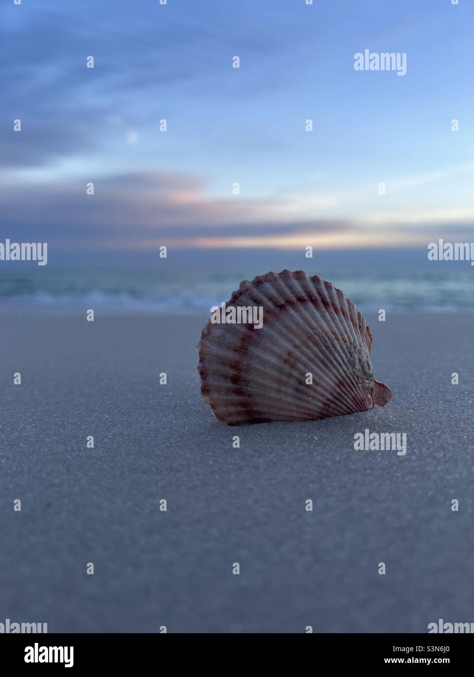 Seashell with sunset sky background Stock Photo - Alamy