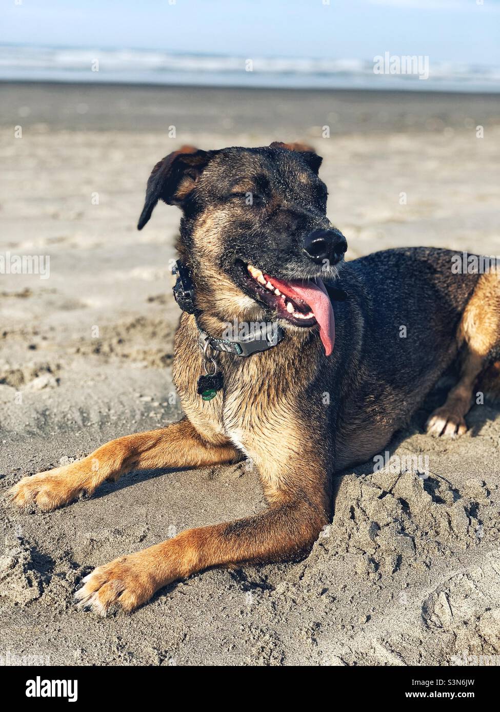 Sandy dog on beach hi-res stock photography and images - Alamy
