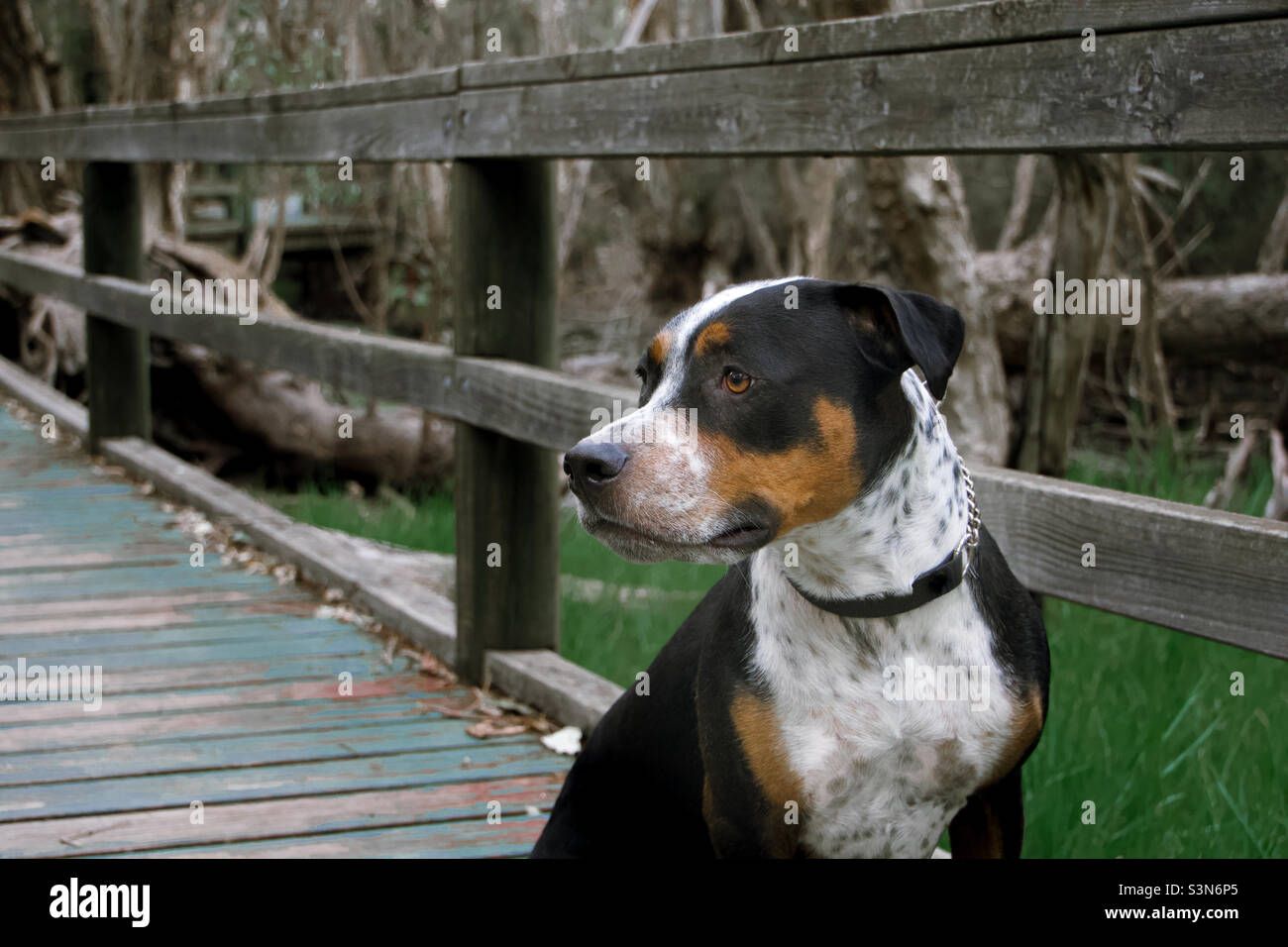 Bridge boardwalk hi-res stock photography and images - Alamy