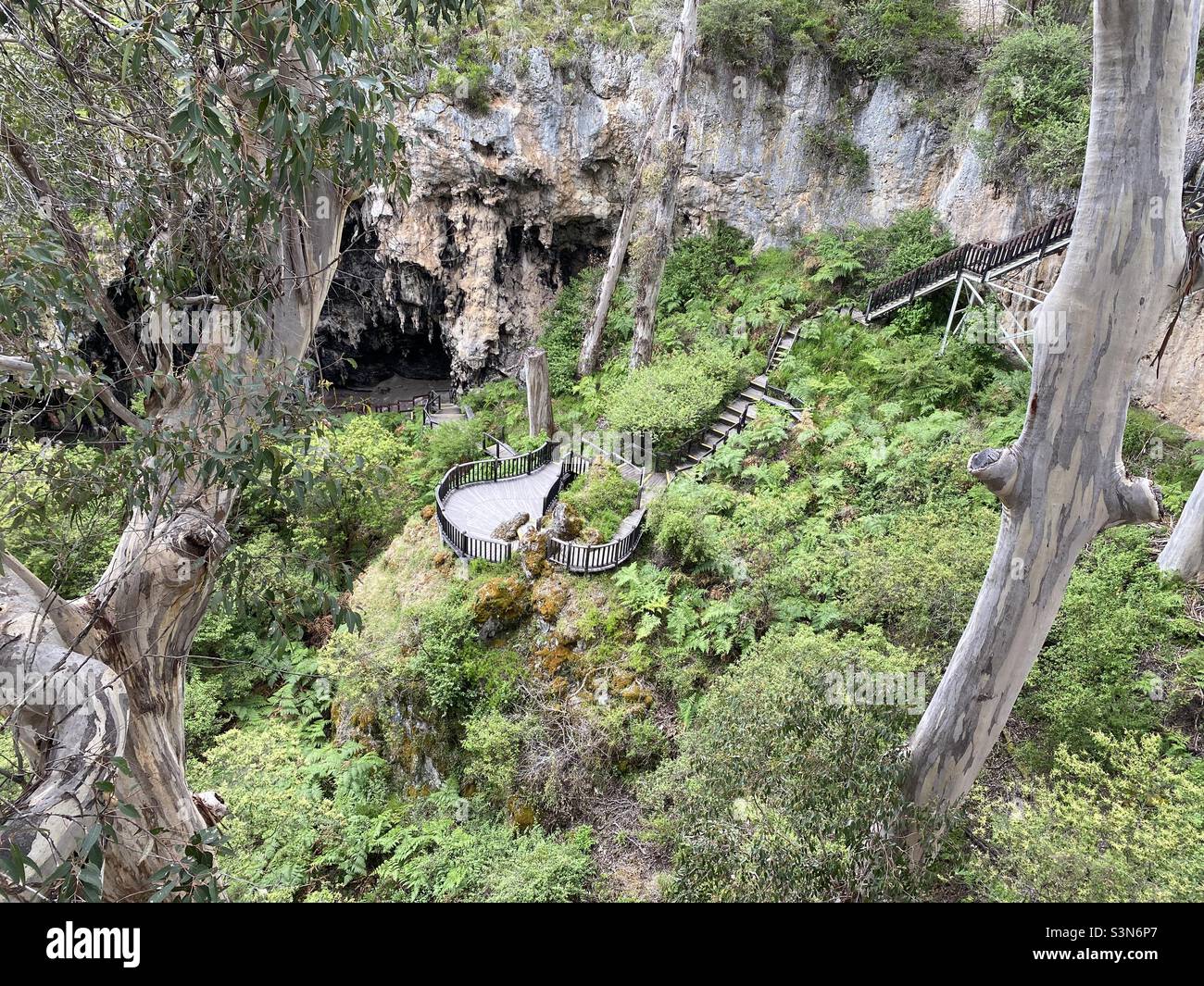 Australian native bushland plants hi-res stock photography and images ...