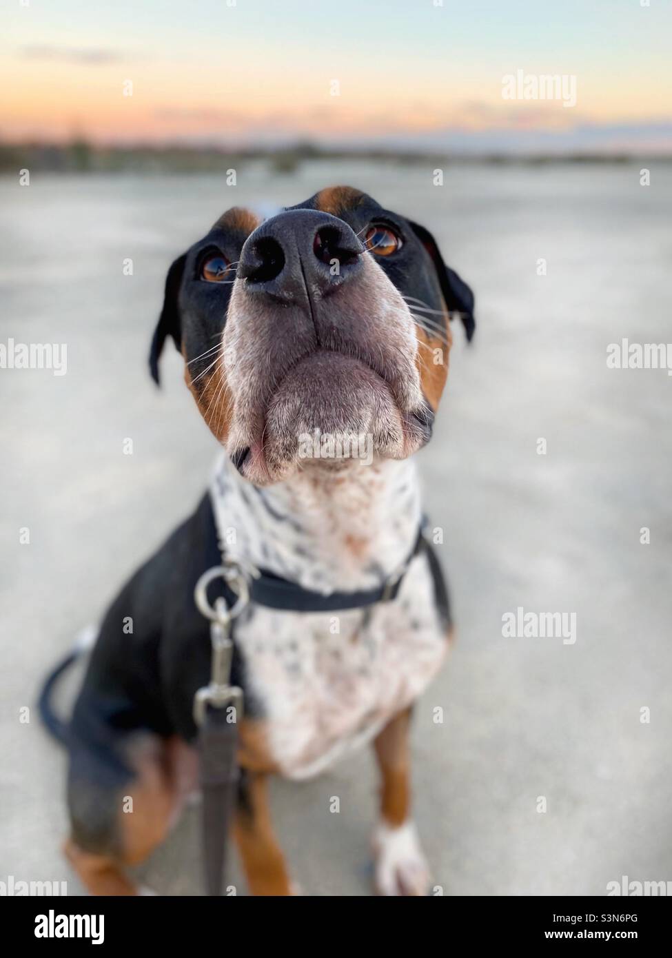 Boop hi-res stock photography and images - Alamy