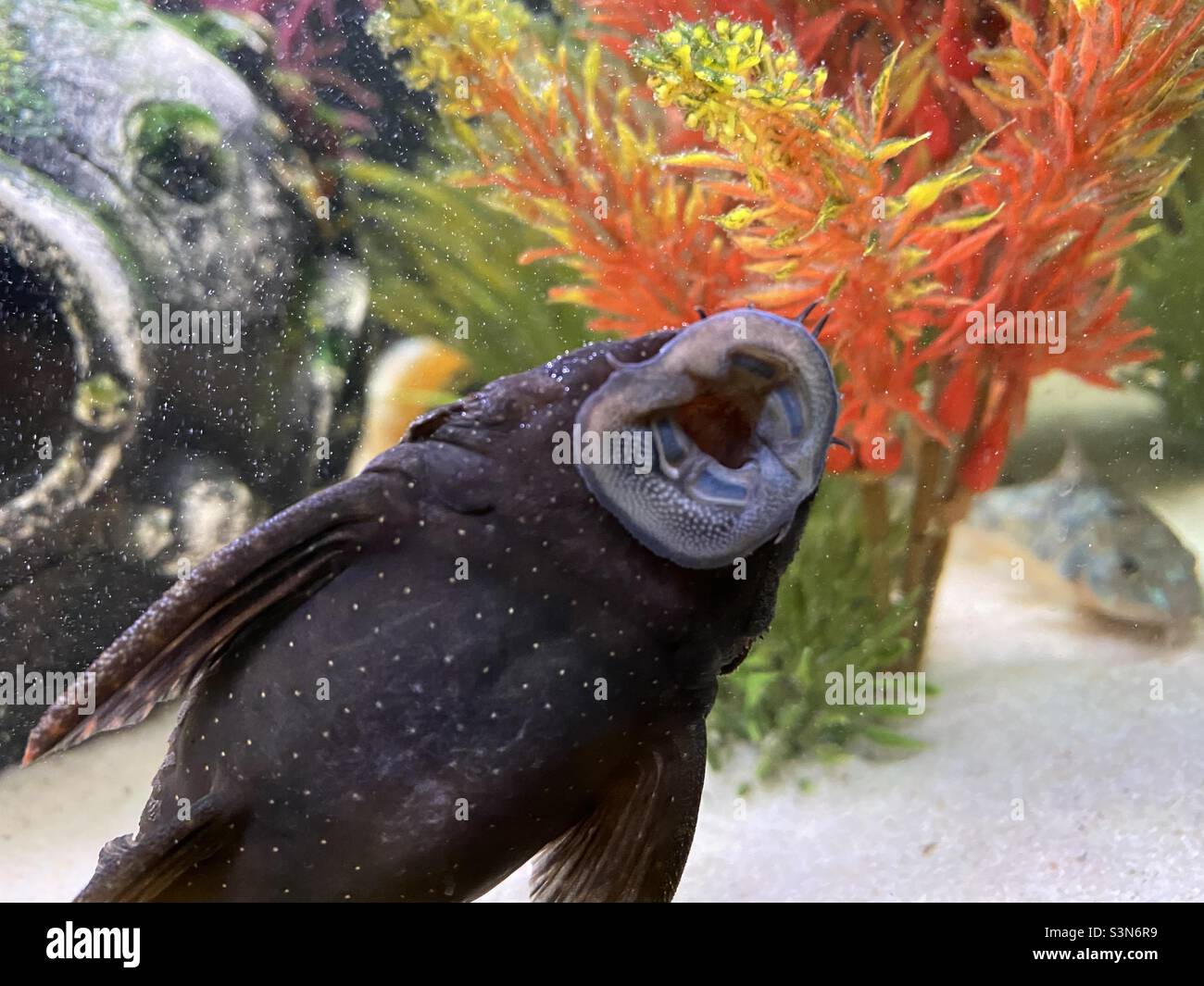Pleco fish hi-res stock photography and images - Alamy