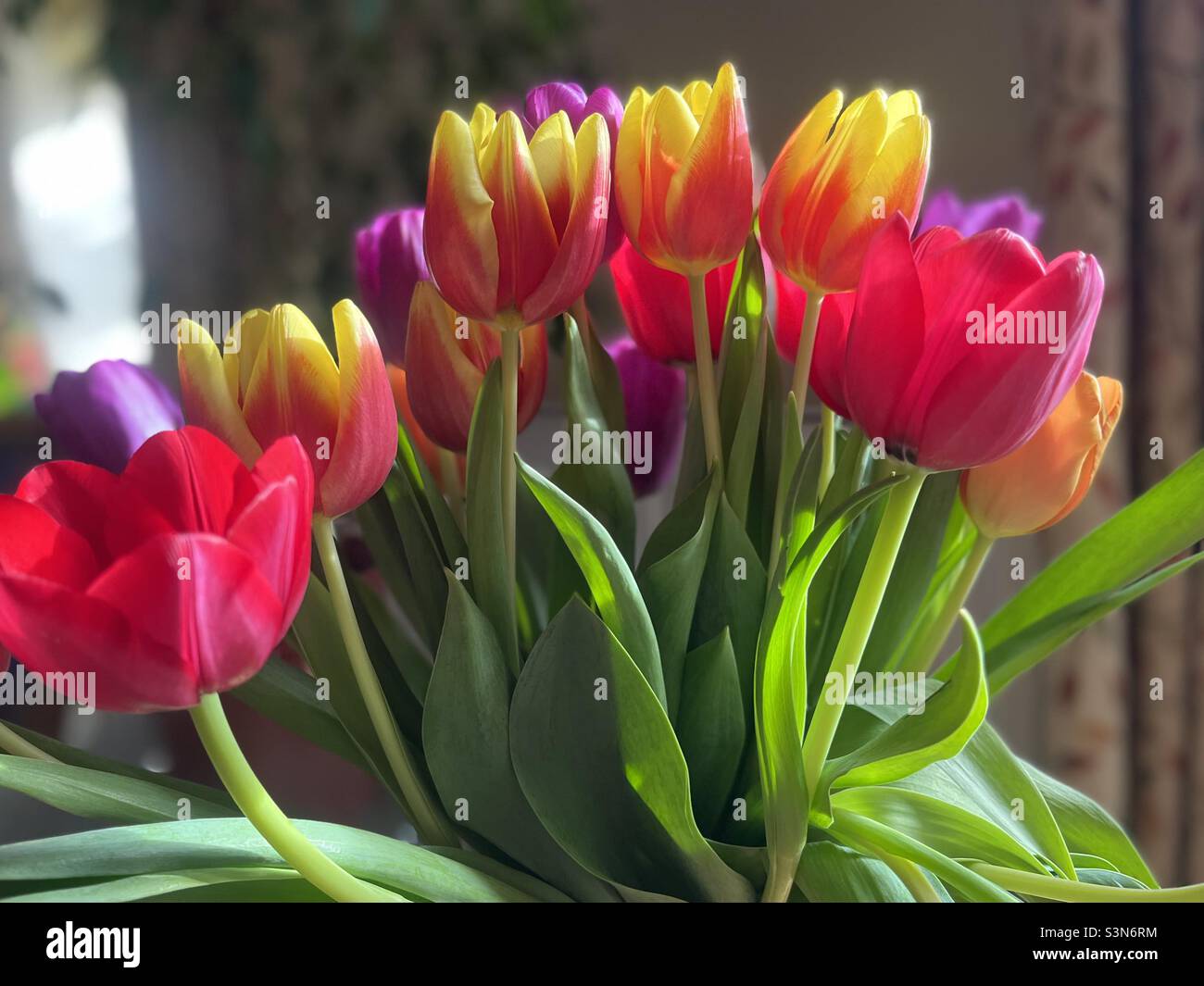 Tulip display hi-res stock photography and images - Alamy