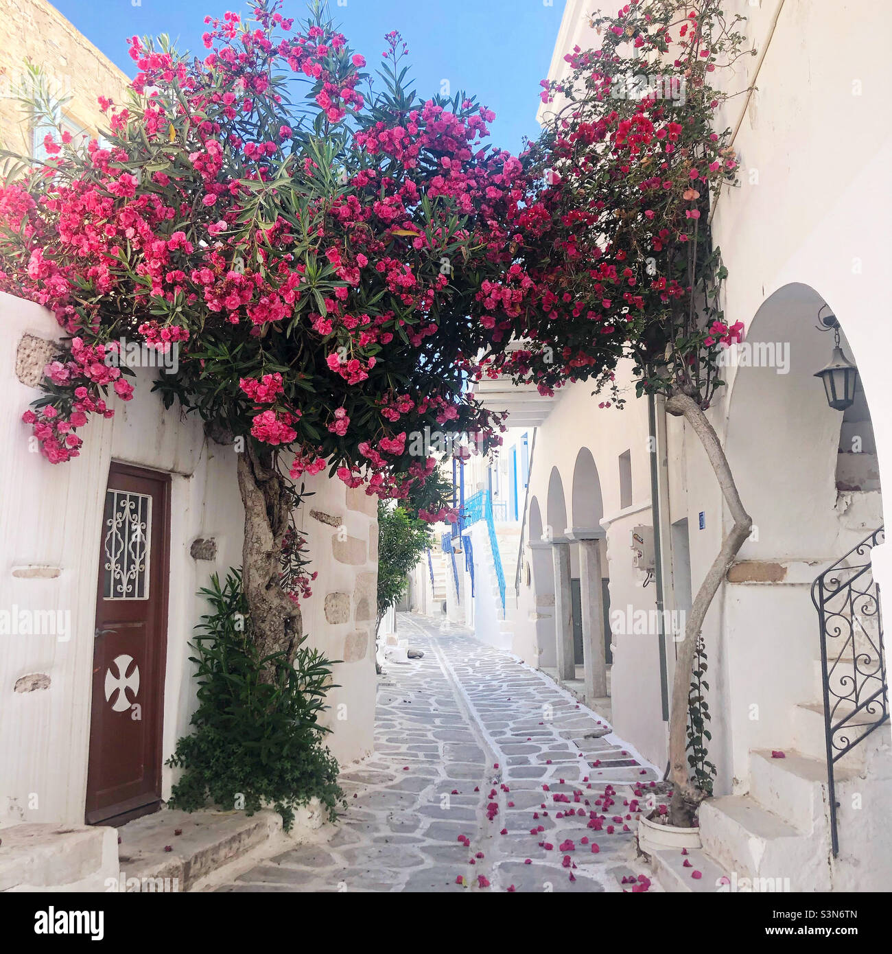 Laurier fleurie hi-res stock photography and images - Alamy