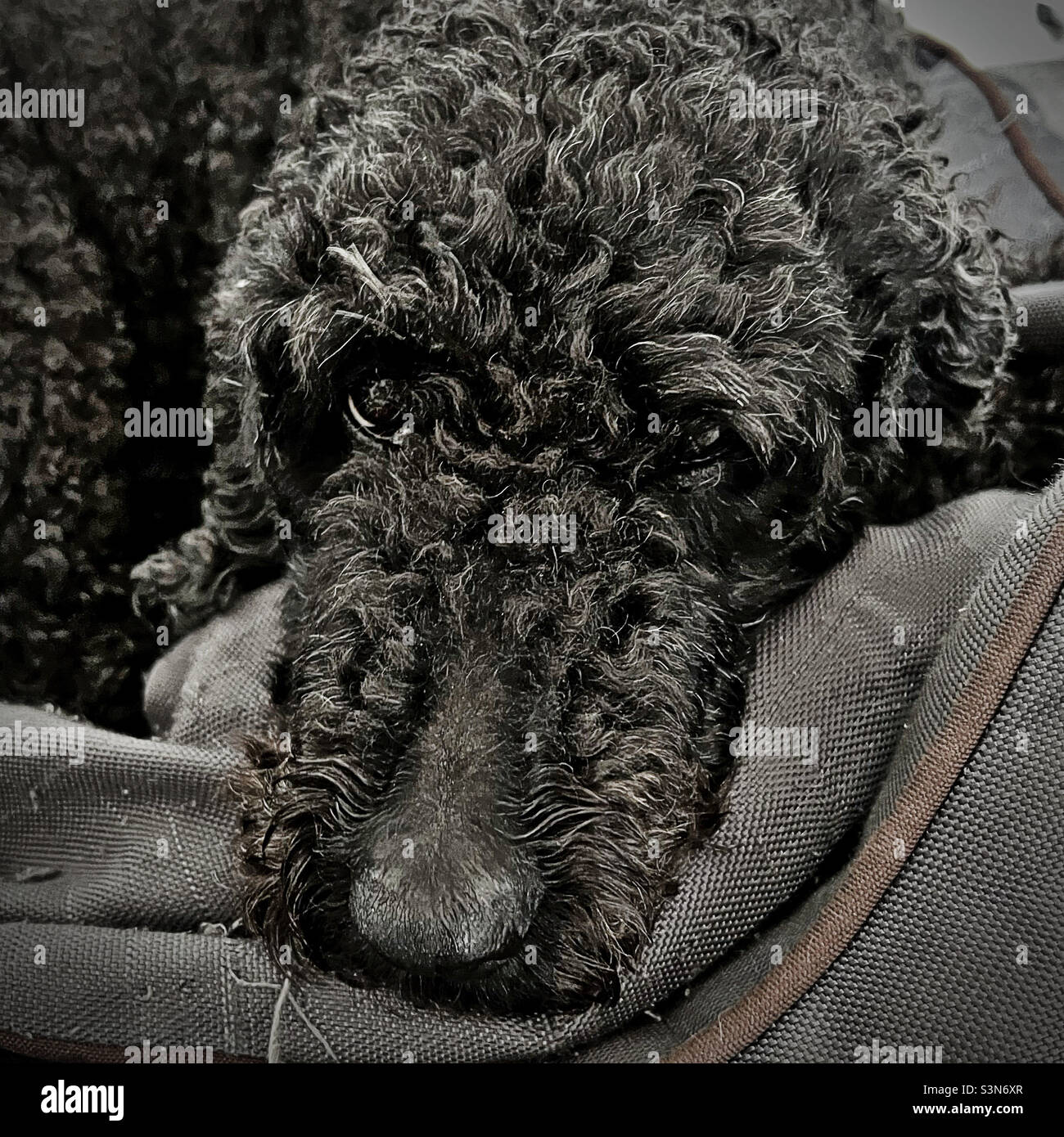 Curly haired labradoodle dog High Resolution Stock Photography and ...