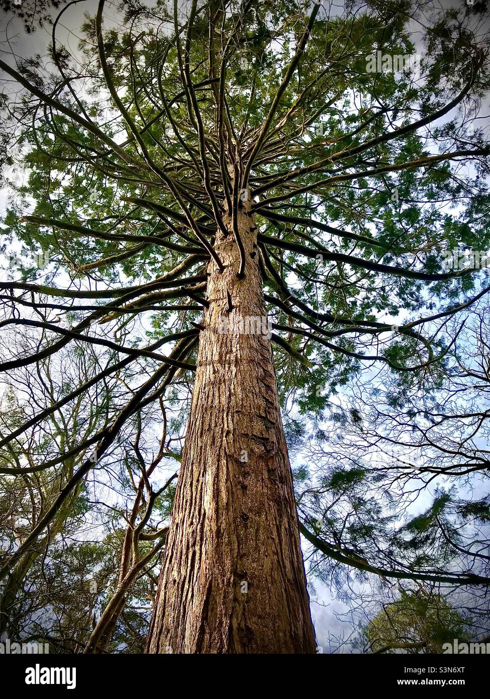 Large fir tree Southampton sports centre Stock Photo - Alamy