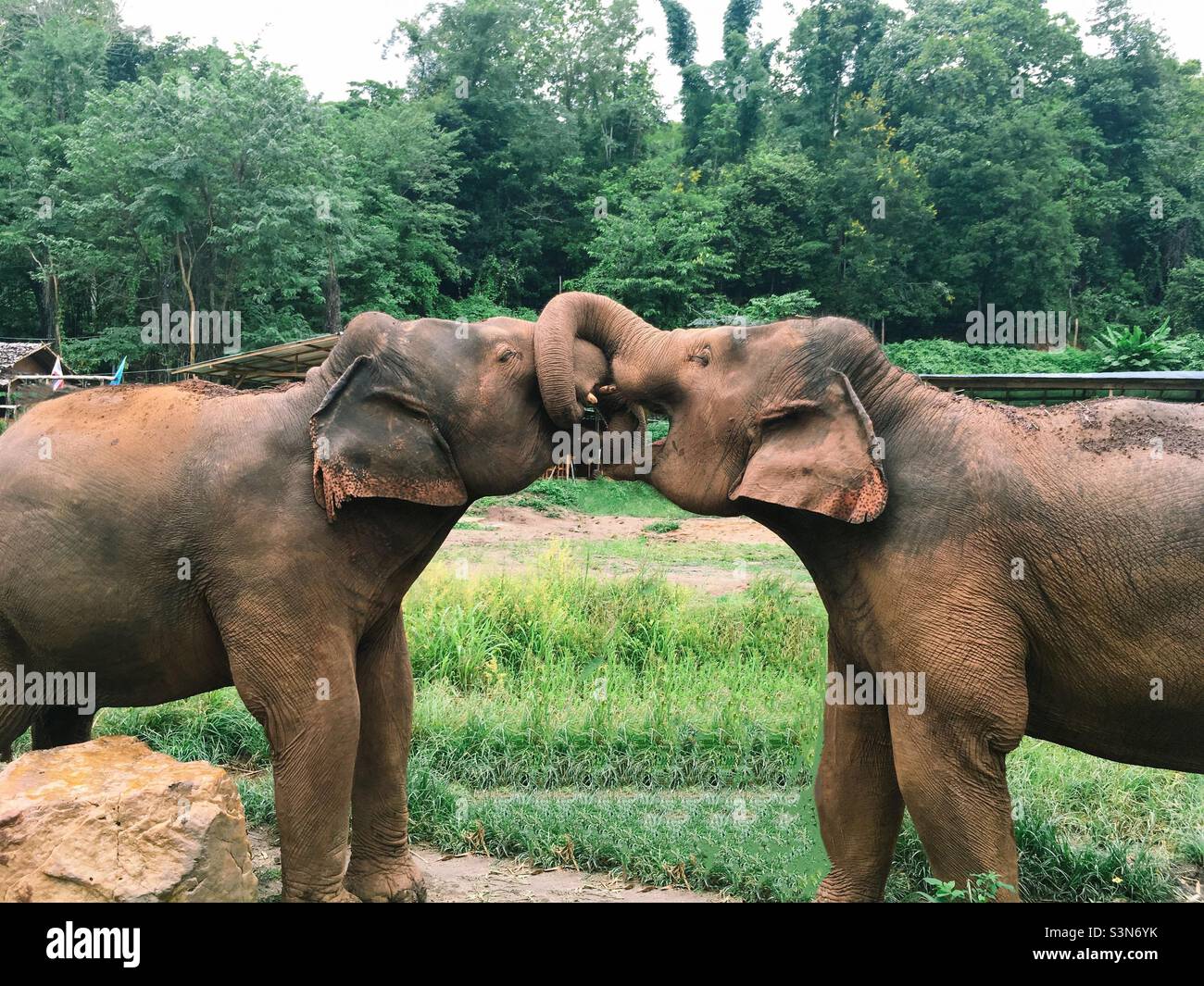 Happy elephant hi-res stock photography and images - Alamy