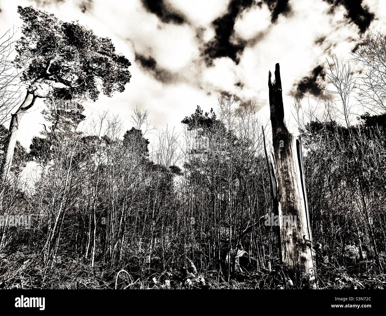 Sutton Heath Suffolk England Stock Photo - Alamy