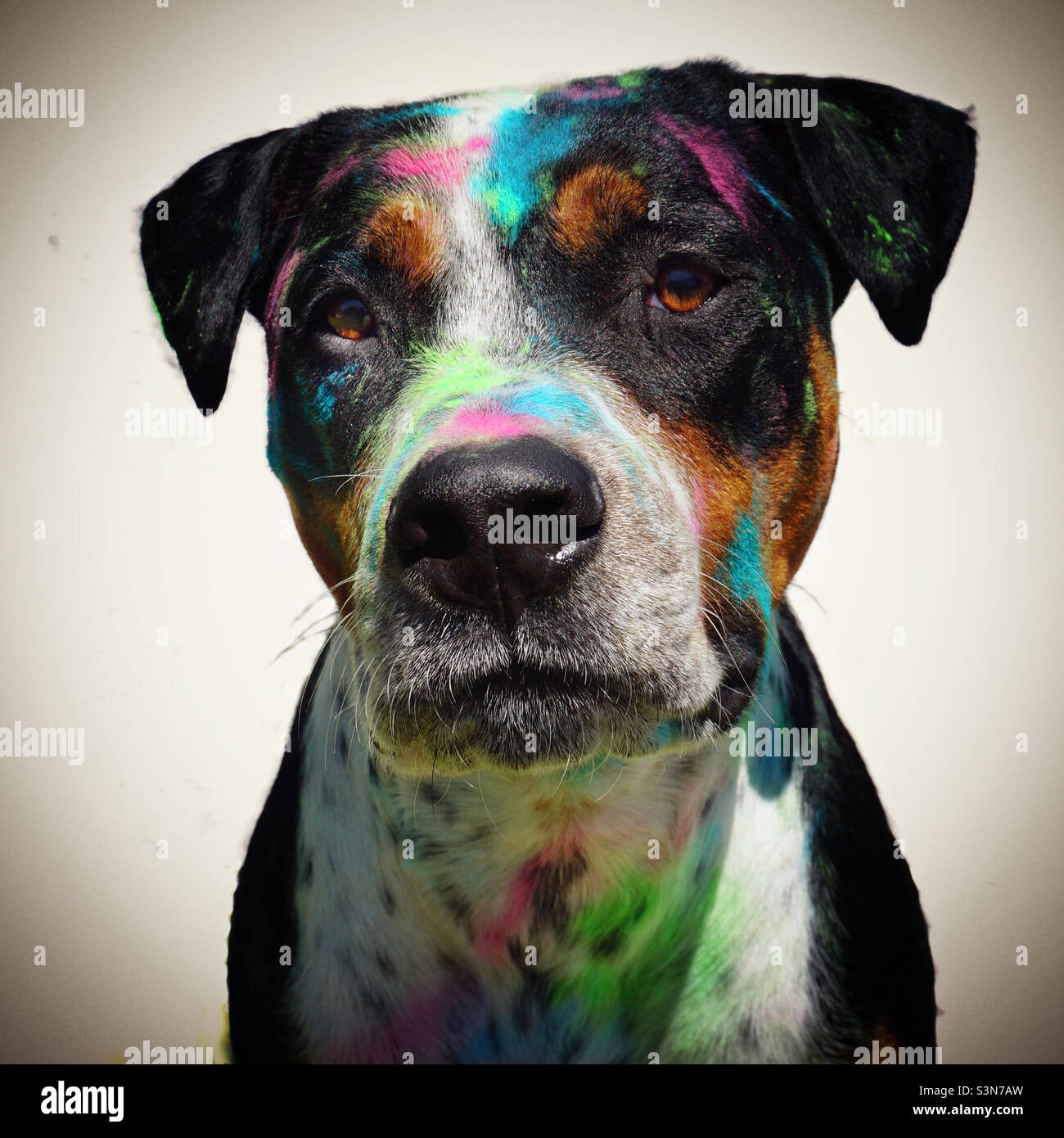 Holi powder hi-res stock photography and images - Alamy