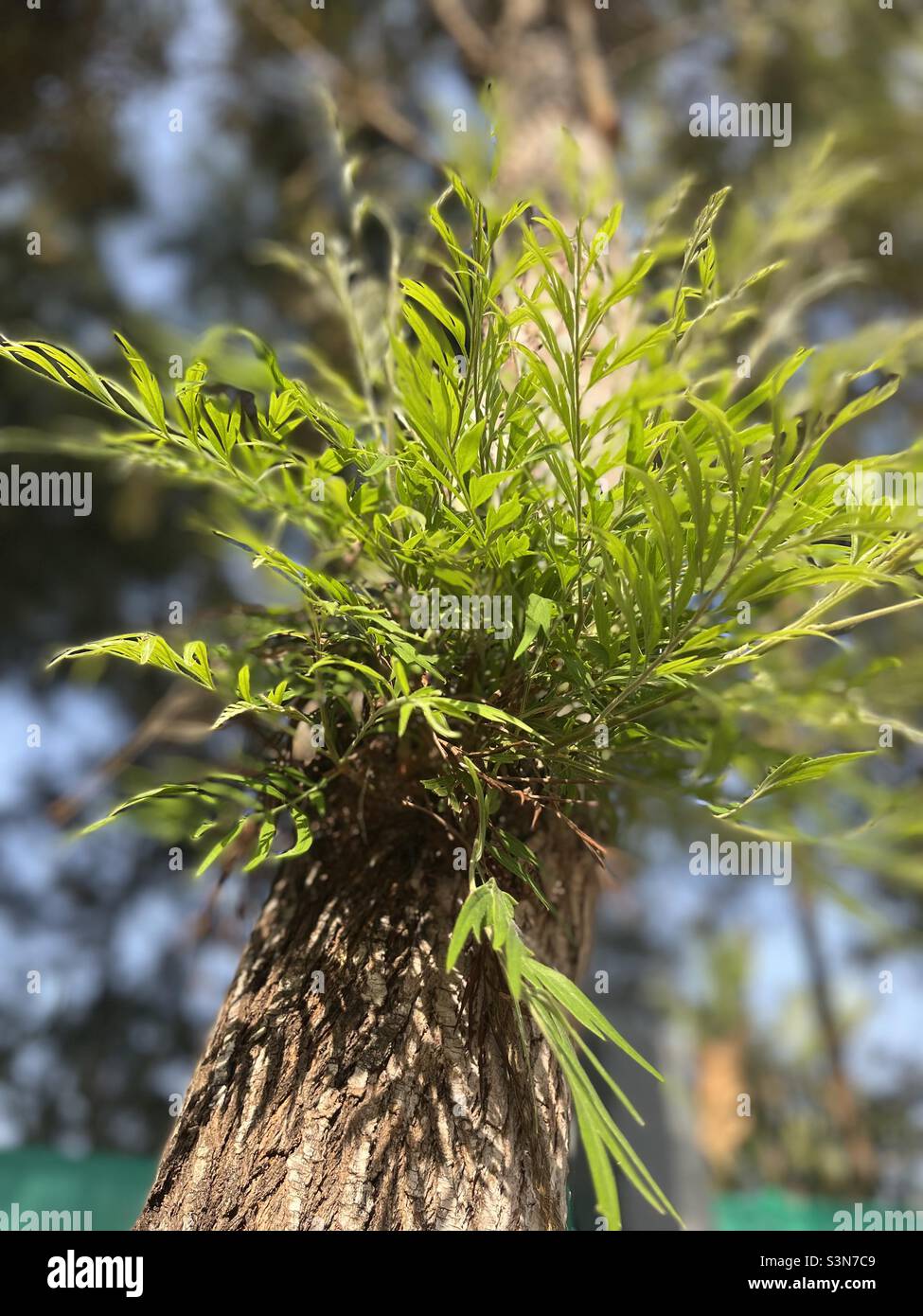 Silver oak hi-res stock photography and images - Alamy