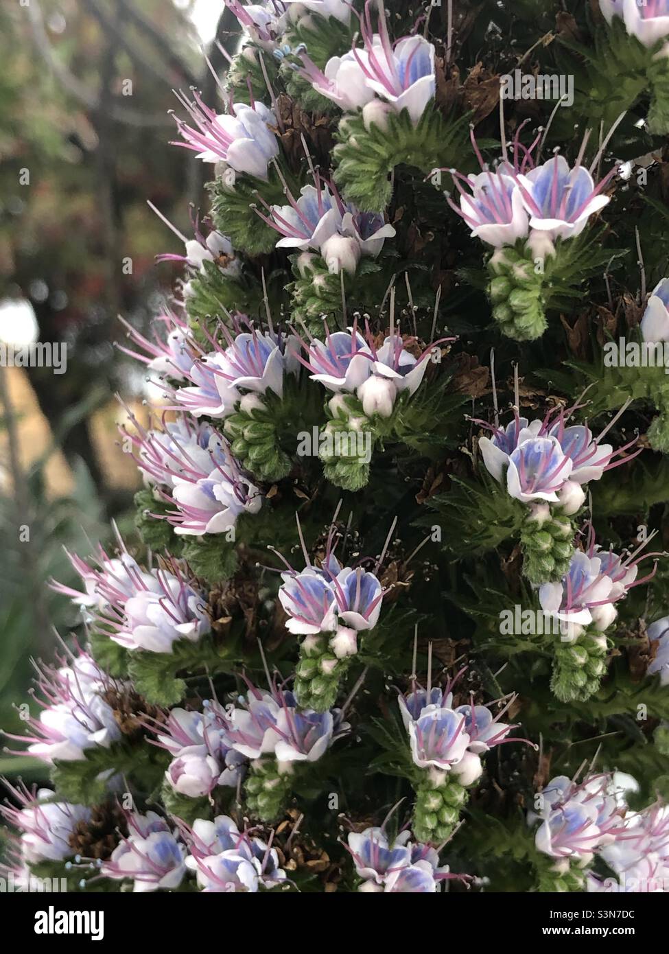 Australian native flower hi-res stock photography and images - Alamy