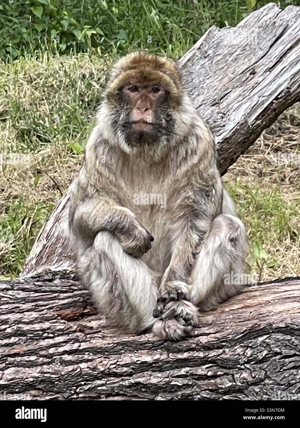 Grumpy ape hi-res stock photography and images - Alamy