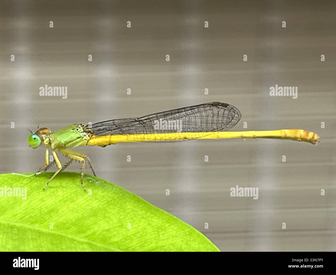 Dragon and insects hi-res stock photography and images - Alamy