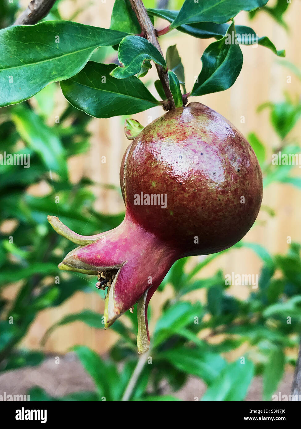 Pomegranate tree flowering hi-res stock photography and images - Alamy