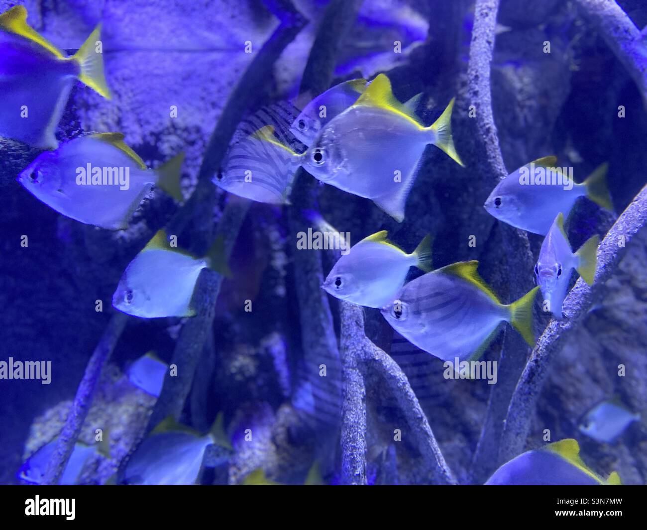 School of Fish Stock Photo - Alamy