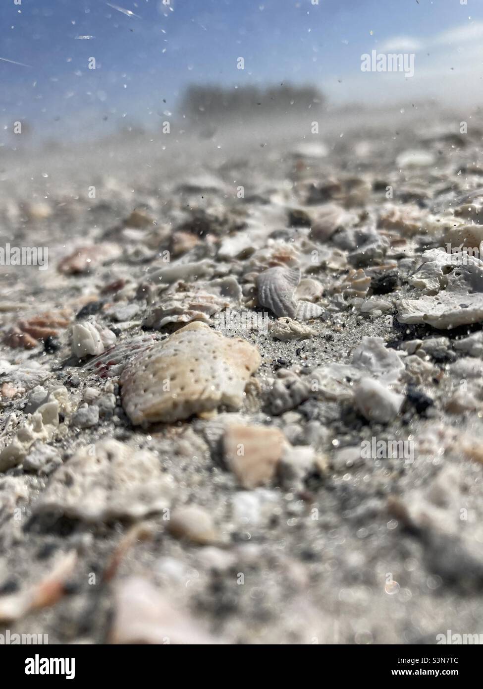 Shells in wind Stock Photo - Alamy
