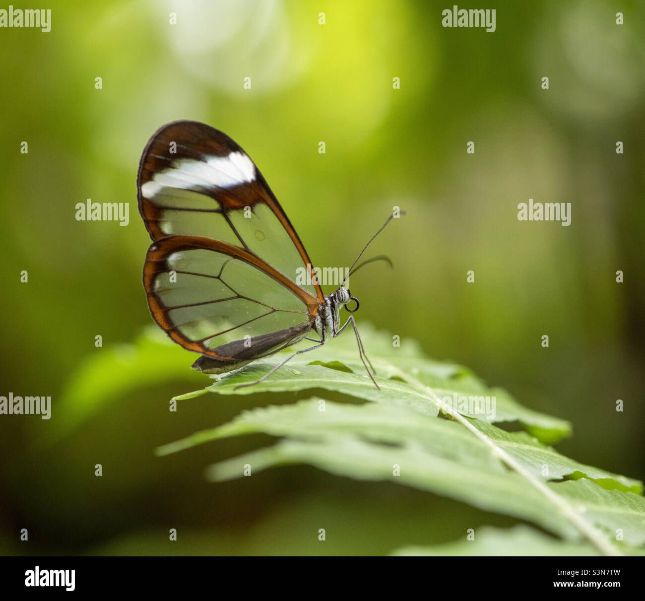 Glass wing butterfly Stock Photo - Alamy