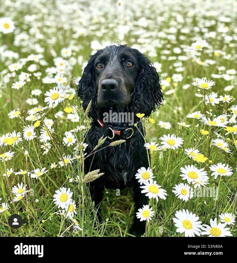 Cocker spaniel flowers hi-res stock photography and images - Alamy