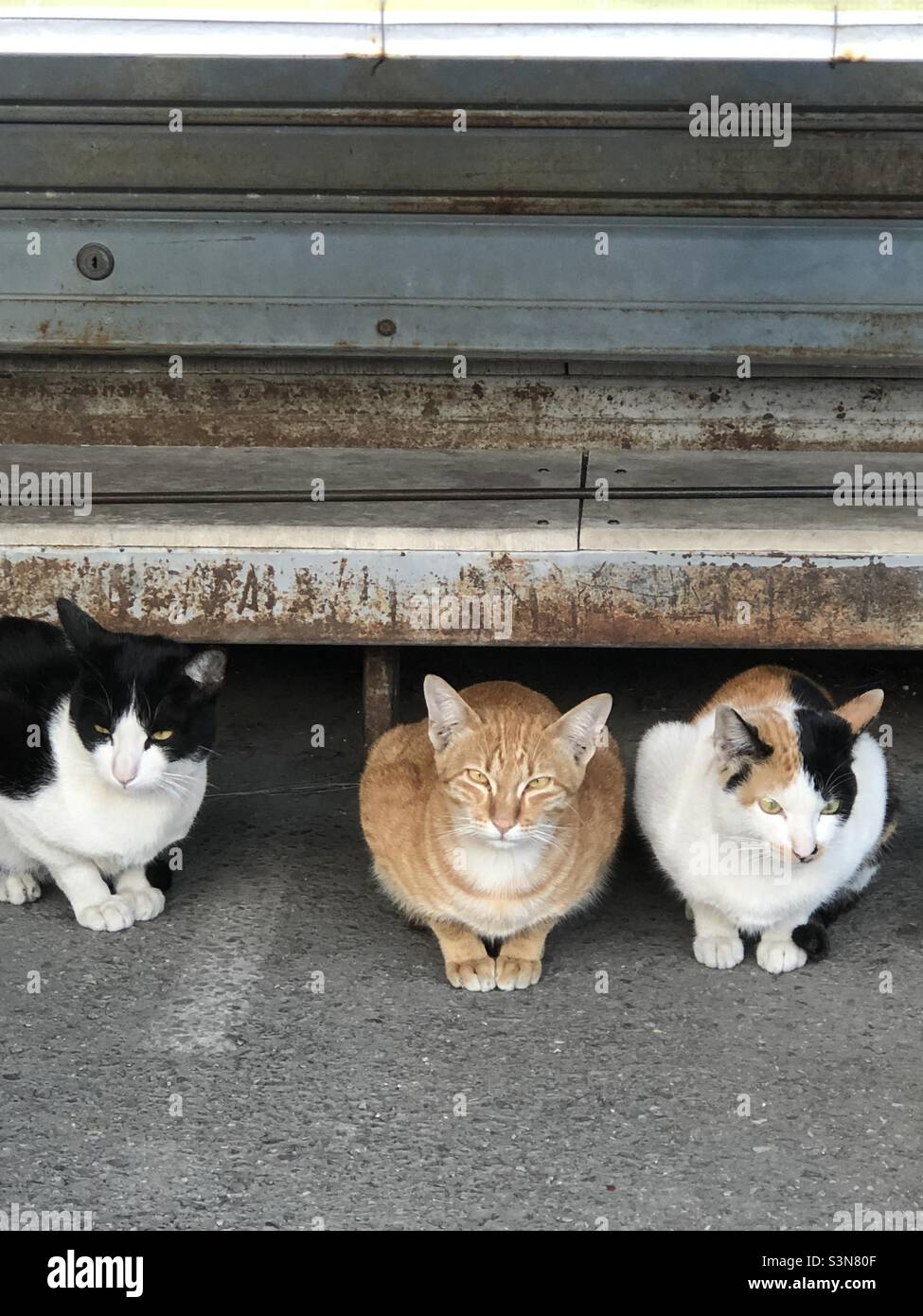 Three wise cats Stock Photo - Alamy