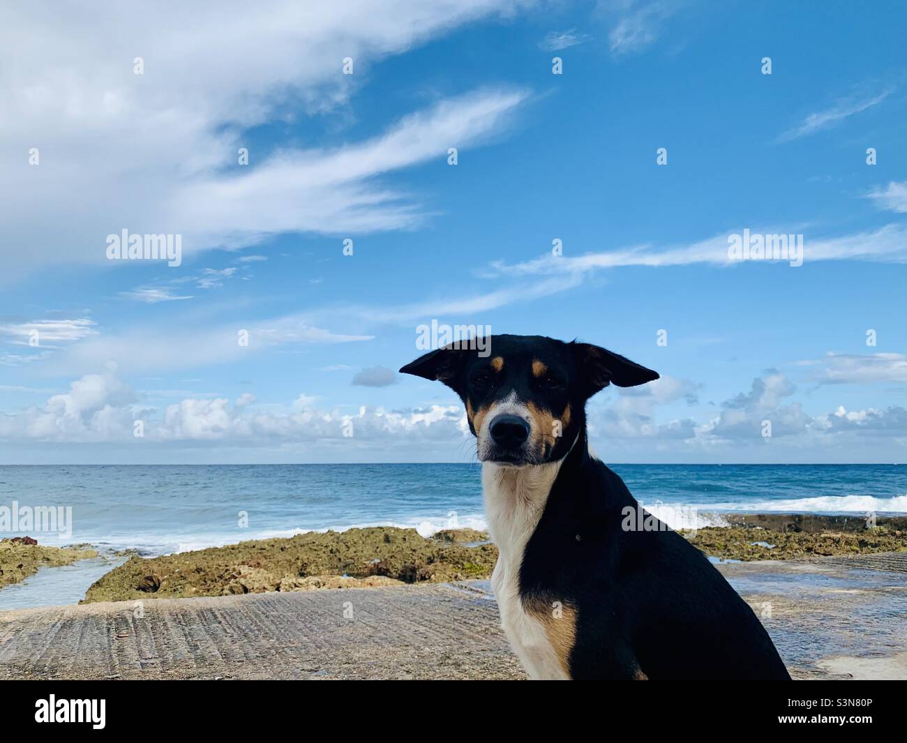 Beautiful street dog by the seaside in Havana, Cuba. Animal protection ...